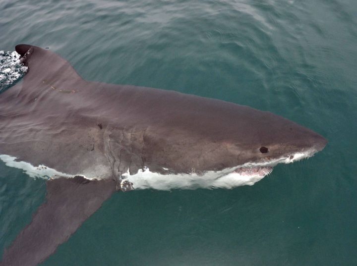 Dave the white shark | Earth Sciences New Zealand | NIWA